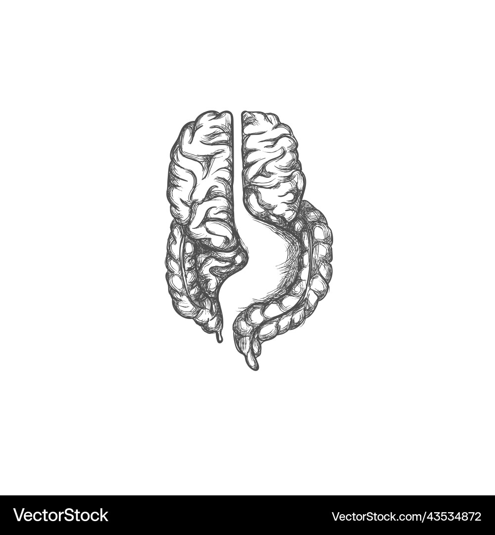 Human brain and gut Royalty Free Vector Image - VectorStock
