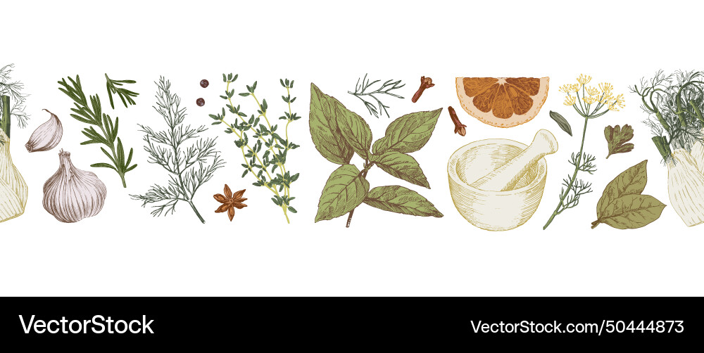 Herbs and spices hand drawn seamless border Vector Image