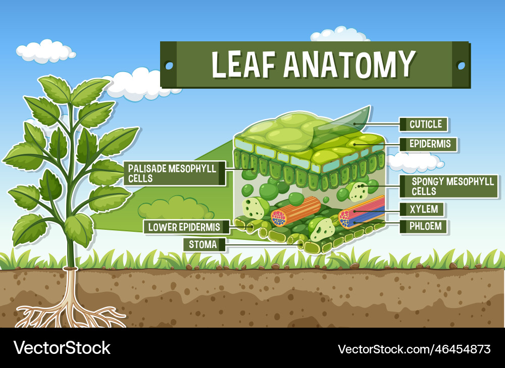 Internal structure of leaf diagram Royalty Free Vector Image