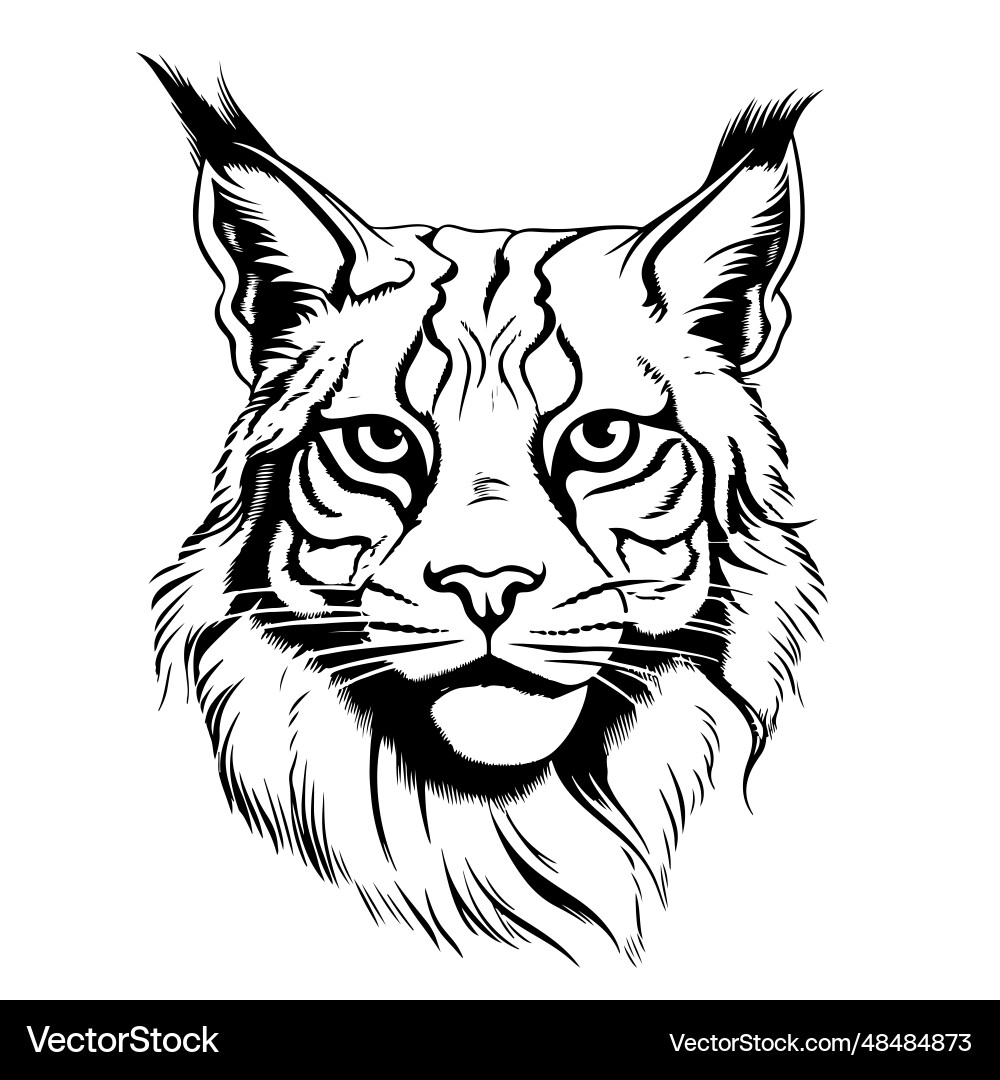 Lynx face hand drawn sketch Royalty Free Vector Image