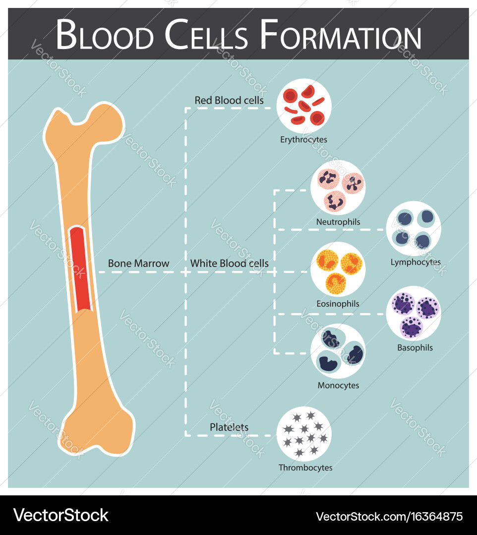 Blood Cell Production & Formation Royalty Free Vector