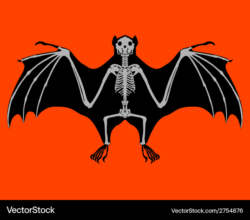 Bat skeleton Royalty Free Vector Image - VectorStock