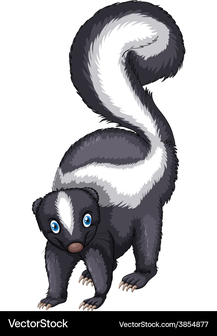 Skunk Royalty Free Vector Image - VectorStock