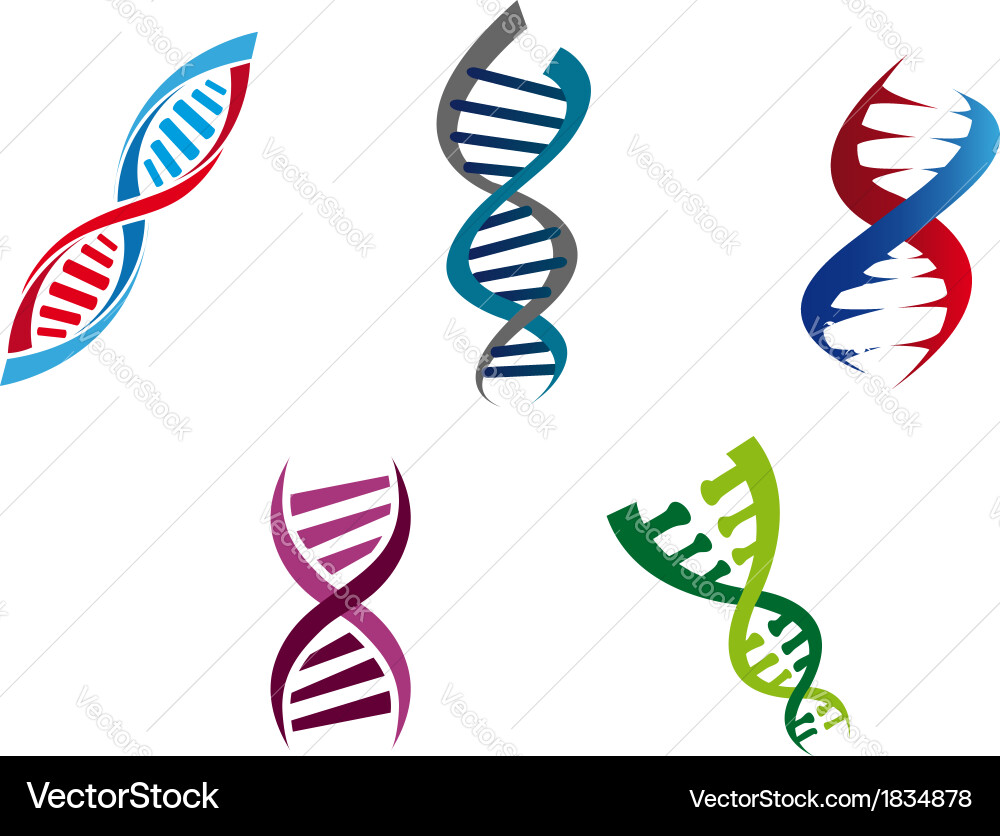 Colourful dna strands Royalty Free Vector Image