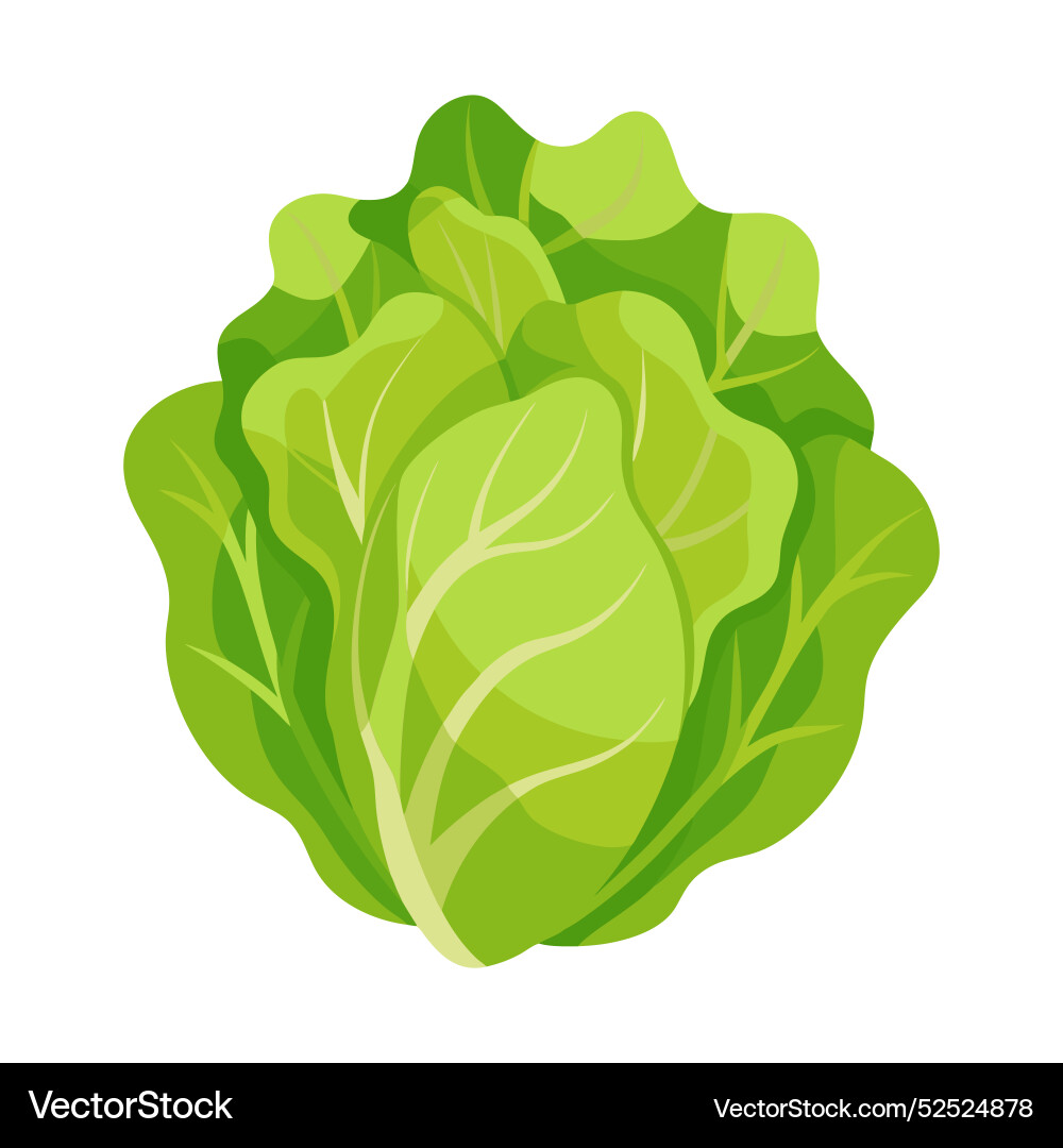 Lettuce vegetable for cooking meals a bright Vector Image