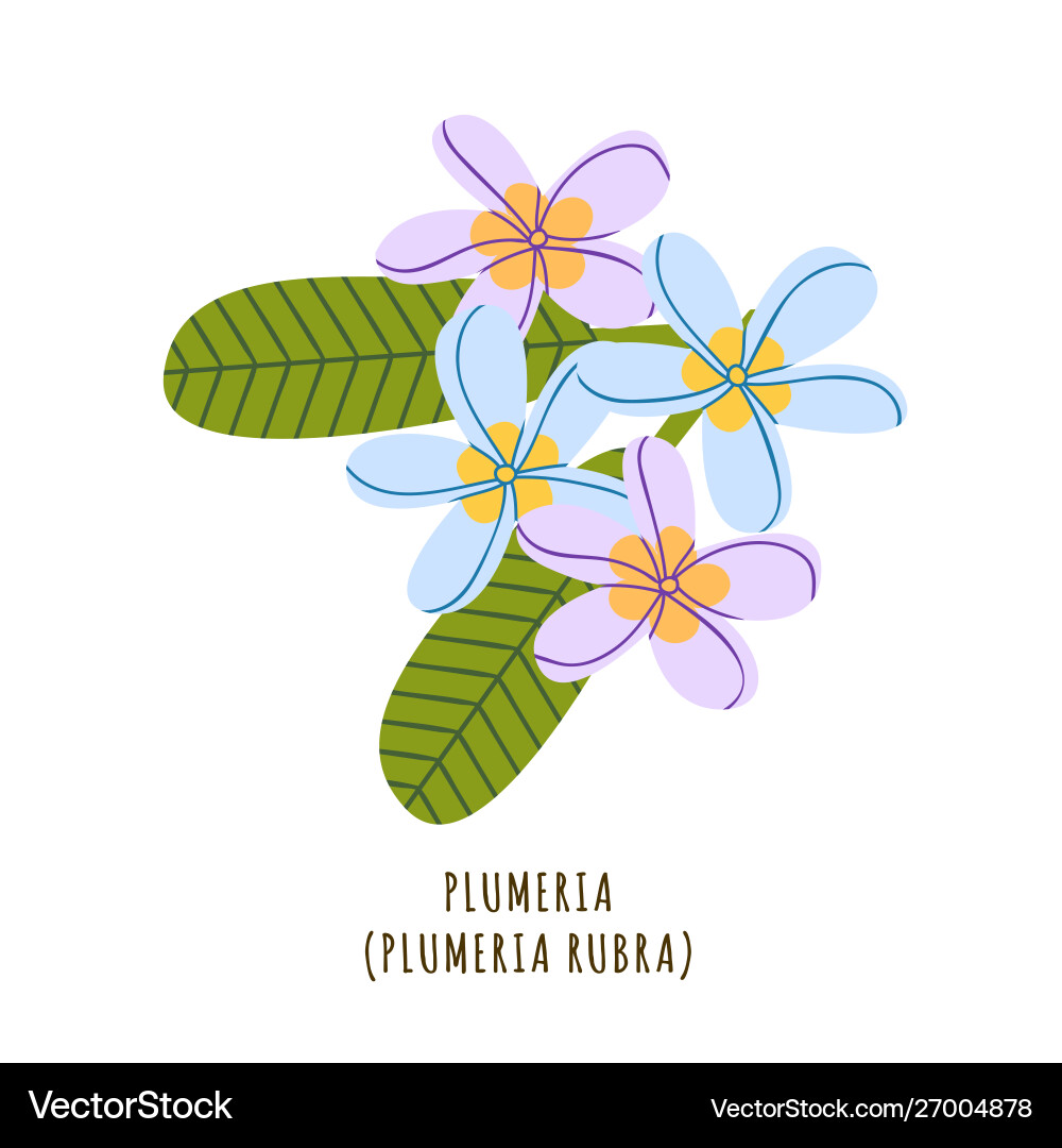 Plumeria tropische Blume Lizenzfreies Vektorbild