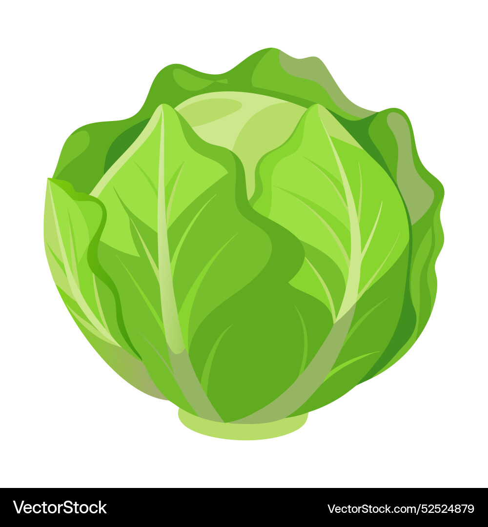 Iceberg lettuce vegetable for cooking meals Vector Image