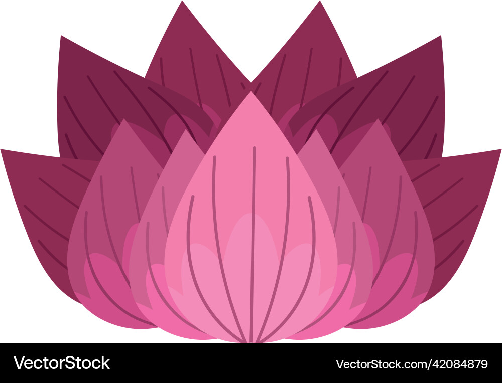 Lotus flower nature Royalty Free Vector Image - VectorStock