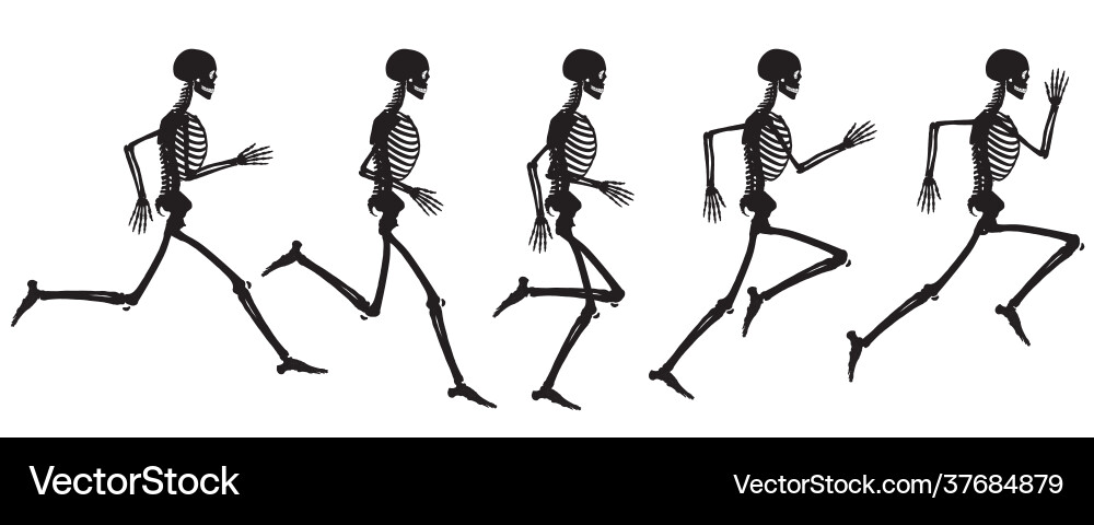 Running cycle human skeleton drawing Royalty Free Vector