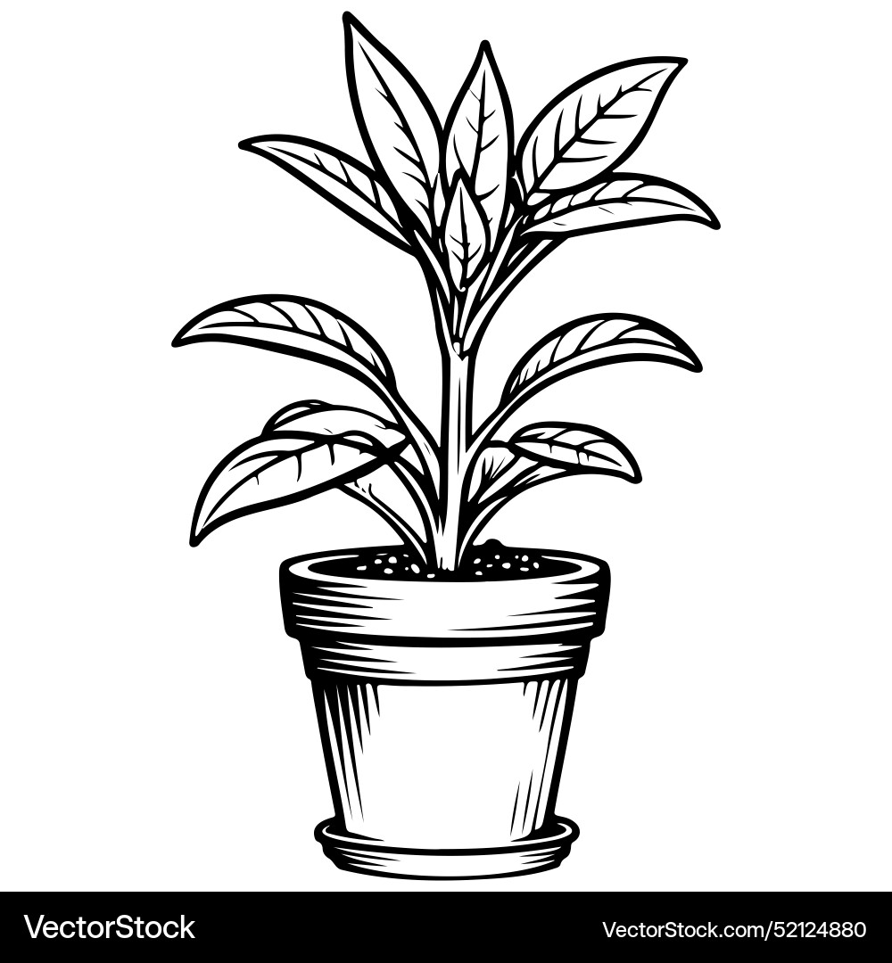 Cartoon plant black hand drawn line transparent Vector Image