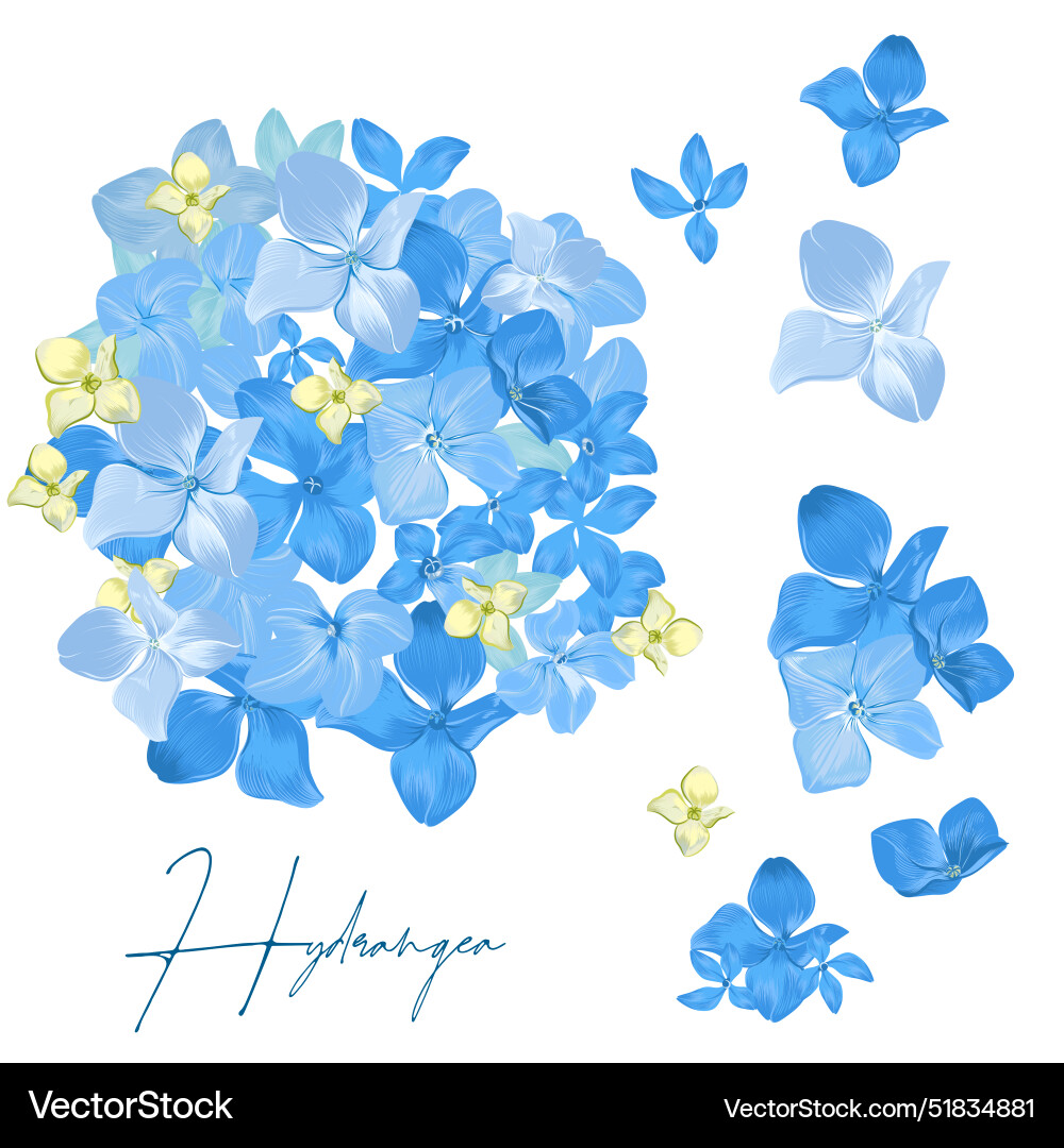 Collection of realistic hydrangea blue flowers Vector Image