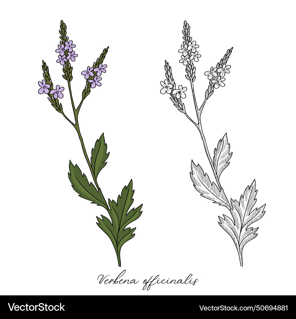 Vervain Vector Images (over 110)