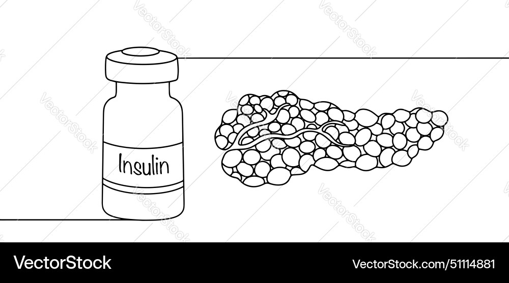 Insulin pancreas Royalty Free Vector Image - VectorStock
