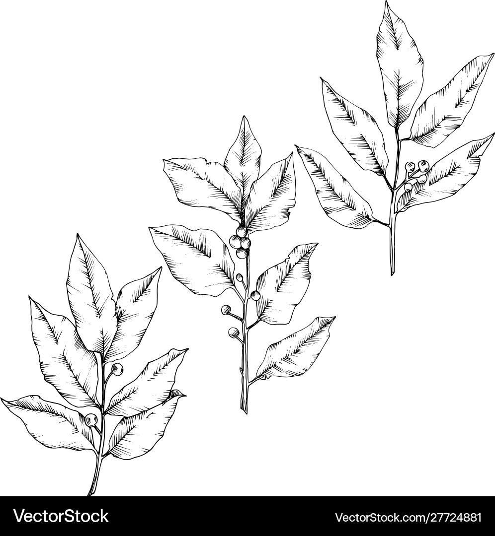 Laurus leaf plant botanical garden Royalty Free Vector Image