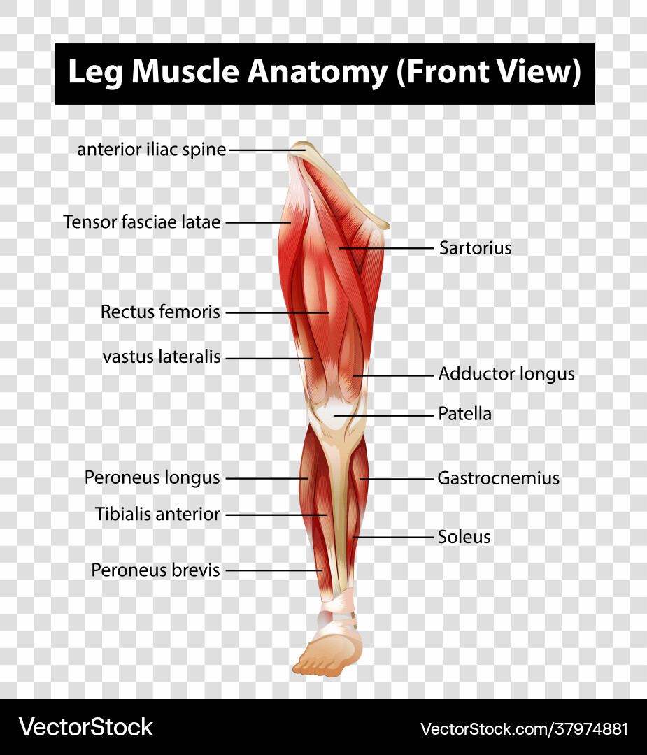Leg Muscle Anatomy Front View Diagram Royalty Free Vector