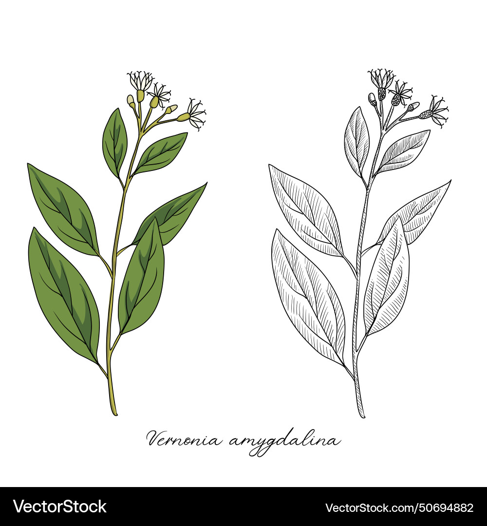 Drawing bitter leaf Royalty Free Vector Image - VectorStock