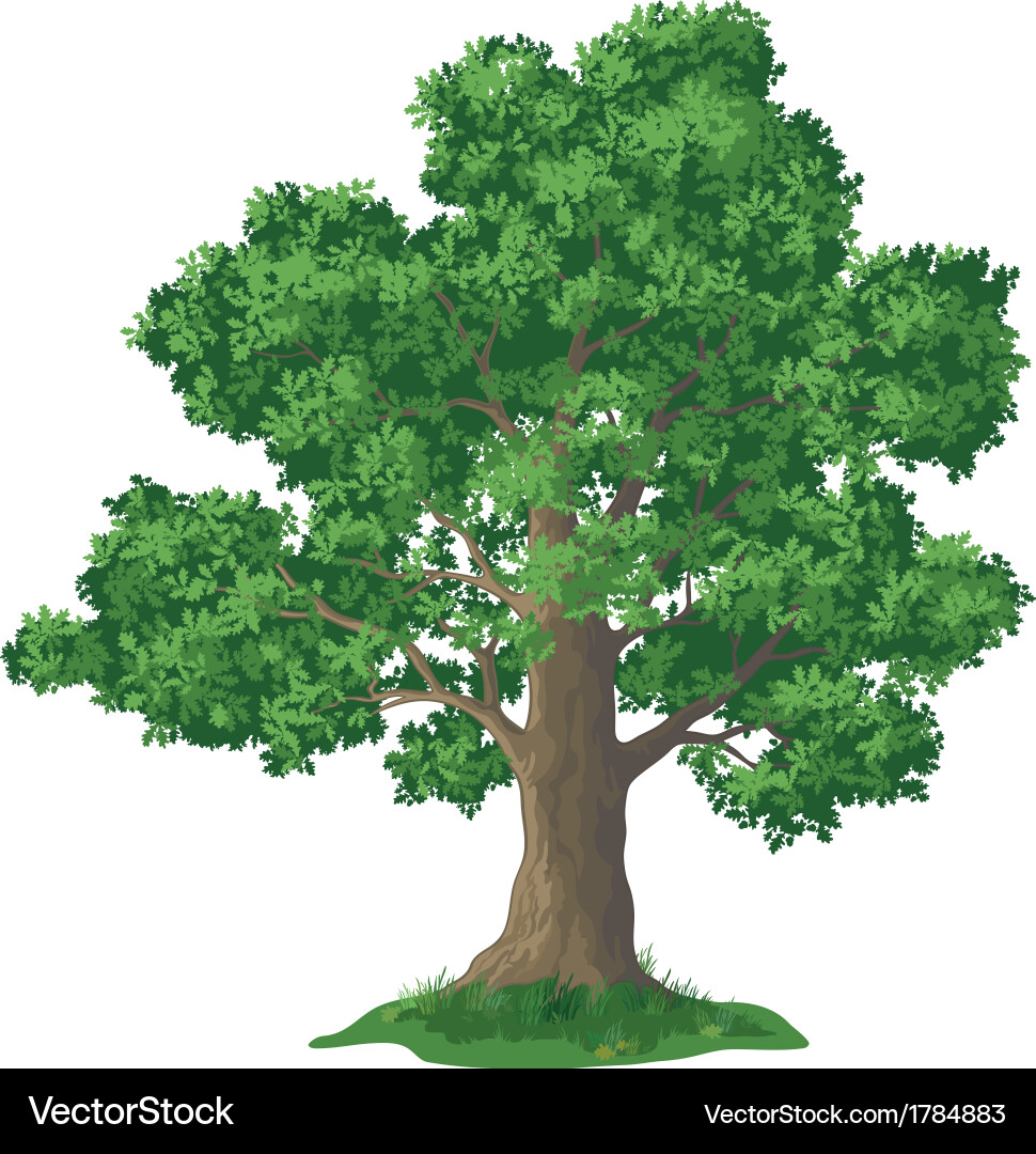 Oak Leaf Vector Images (over 57,000)