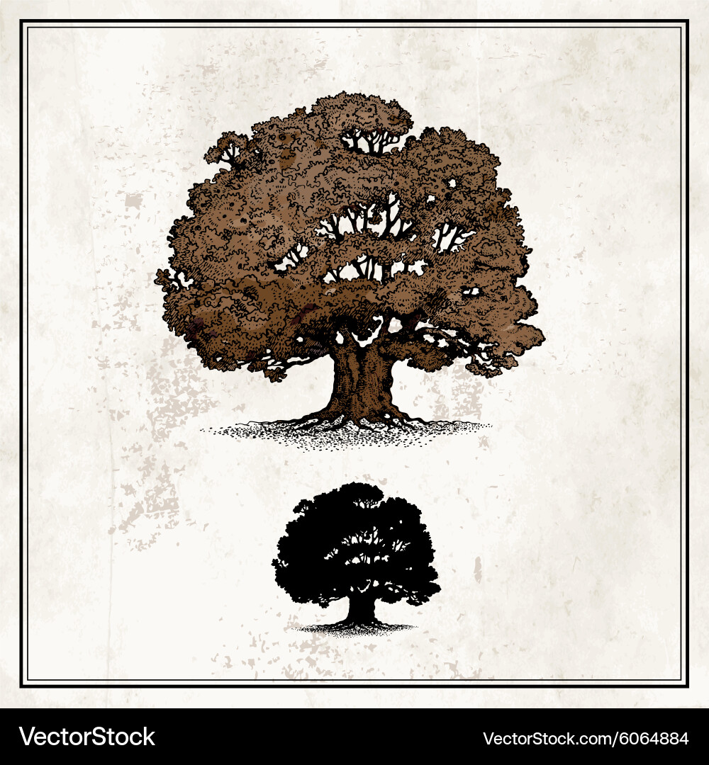 Oak tree Royalty Free Vector Image - VectorStock