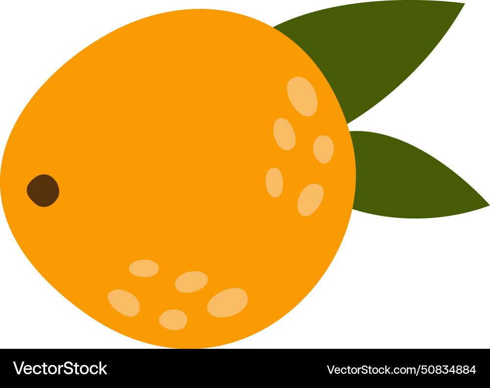Orange citrus fruit Royalty Free Vector Image - VectorStock