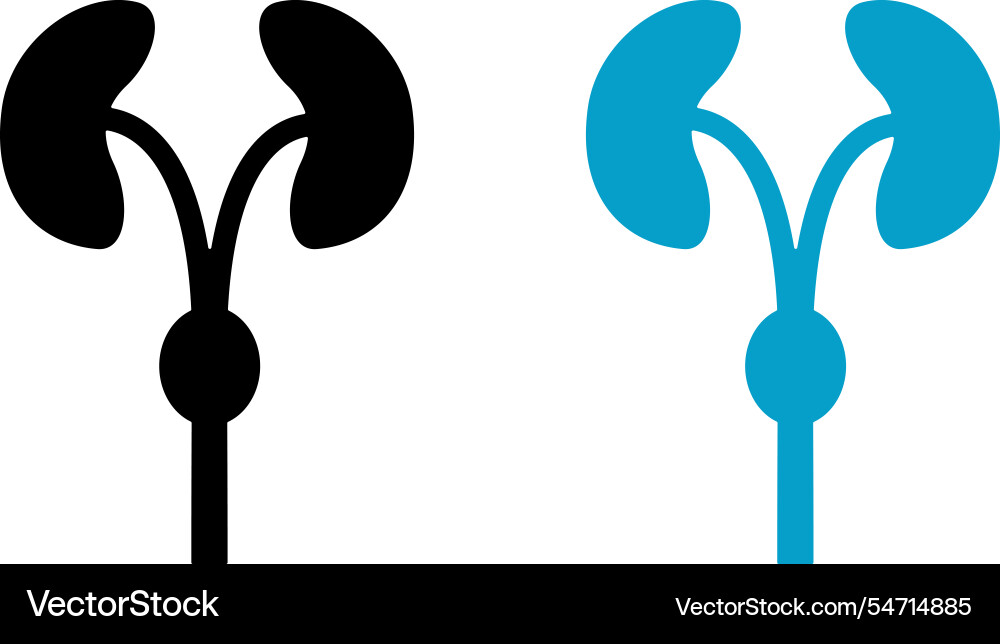 Kidneys for design on a medical theme Royalty Free Vector