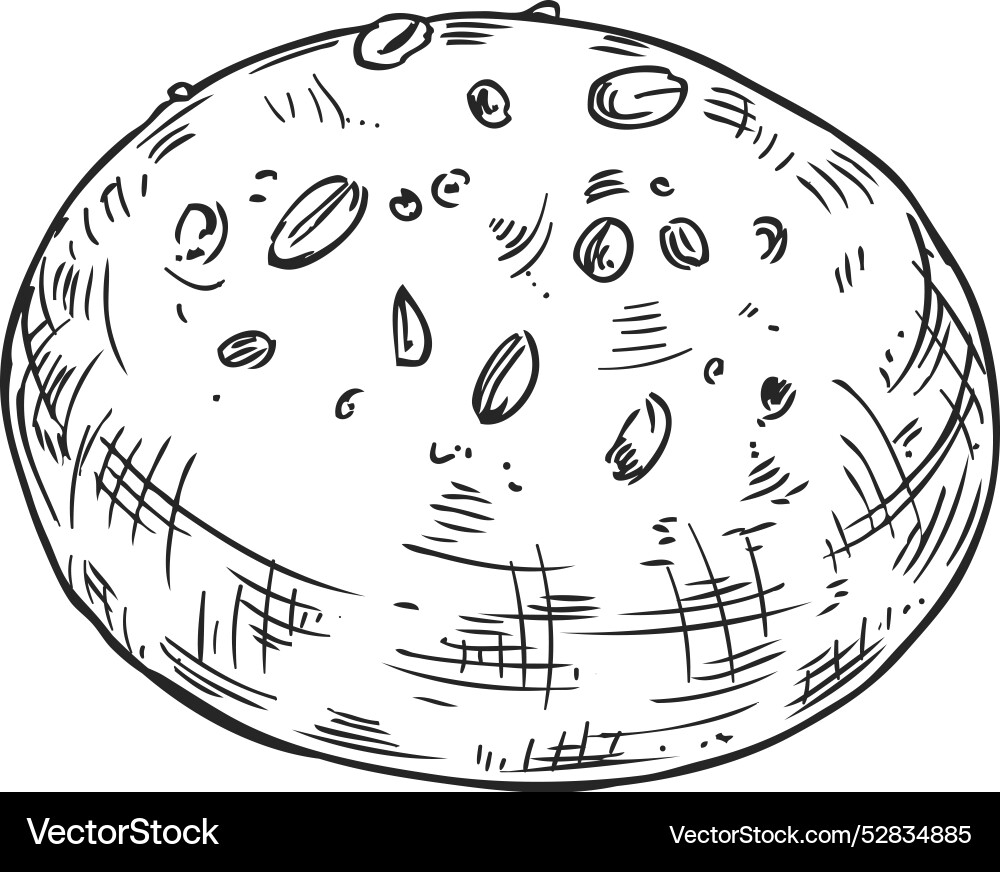 Sesame bun drawing fresh bakery food engraving Vector Image