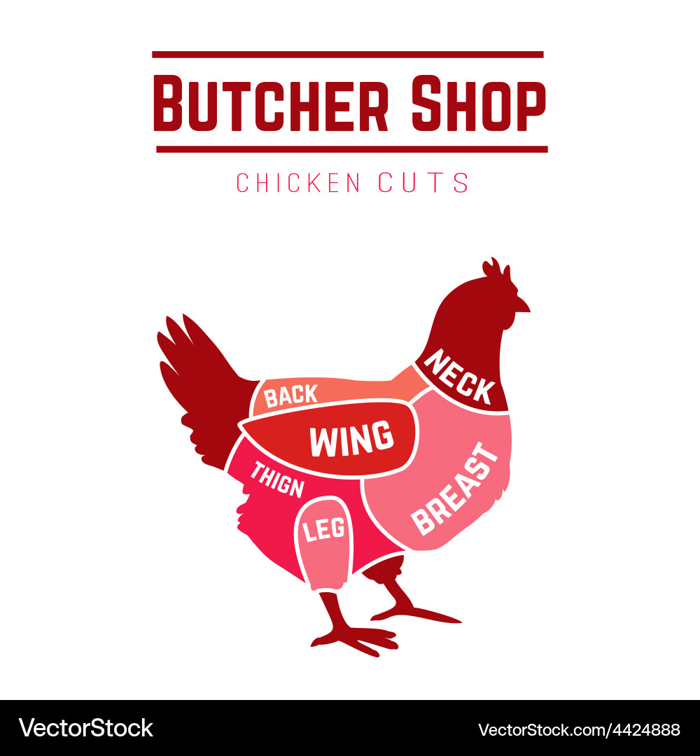 Cuts of chicken butcher diagram Royalty Free Vector Image