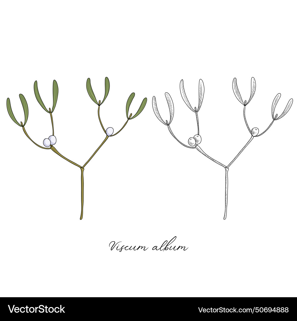 Drawing mistletoe Royalty Free Vector Image - VectorStock
