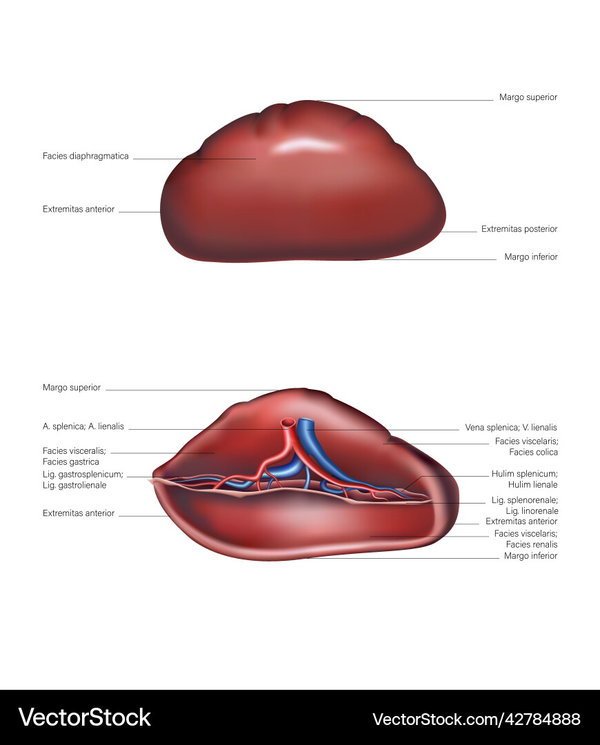 Spleen on the upper lateral and ventral sides 3d Vector Image