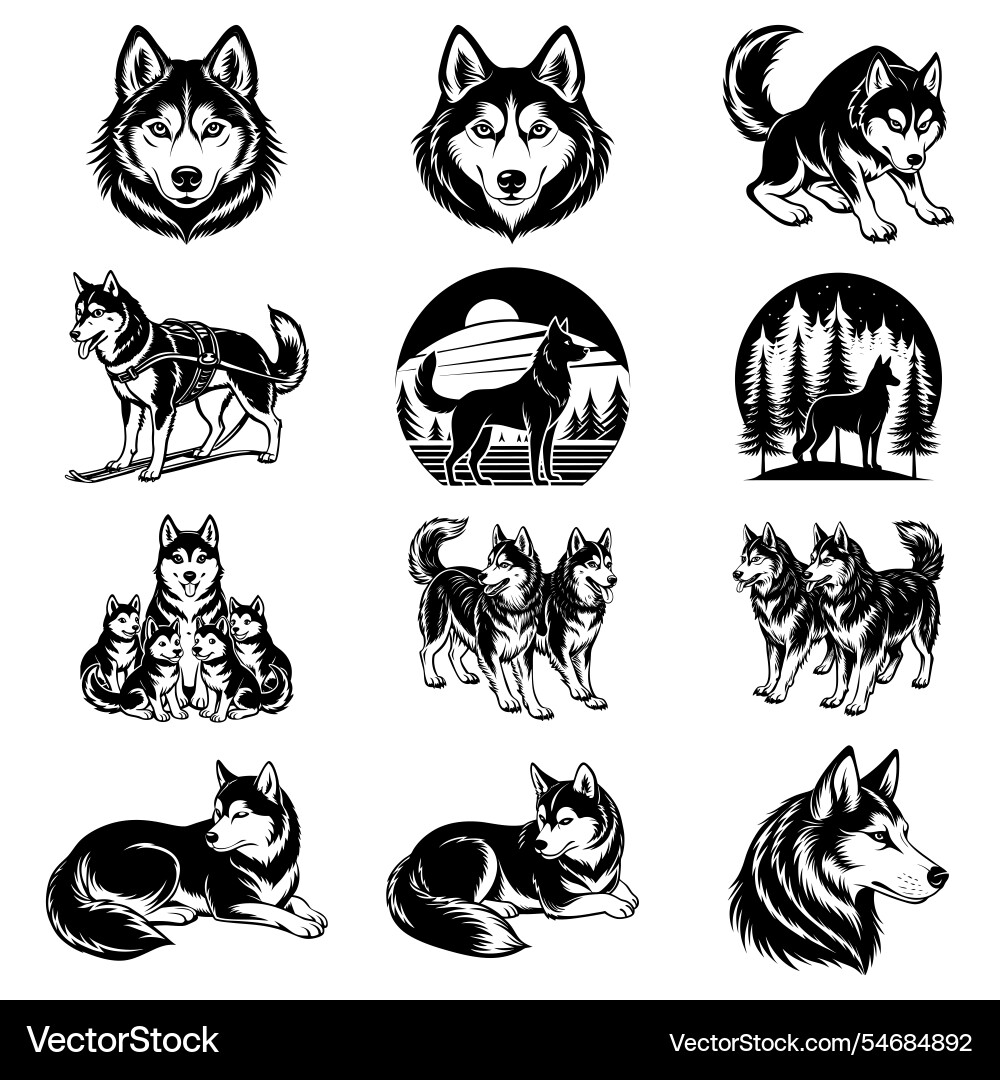 Siberian husky dog Royalty Free Vector Image - VectorStock