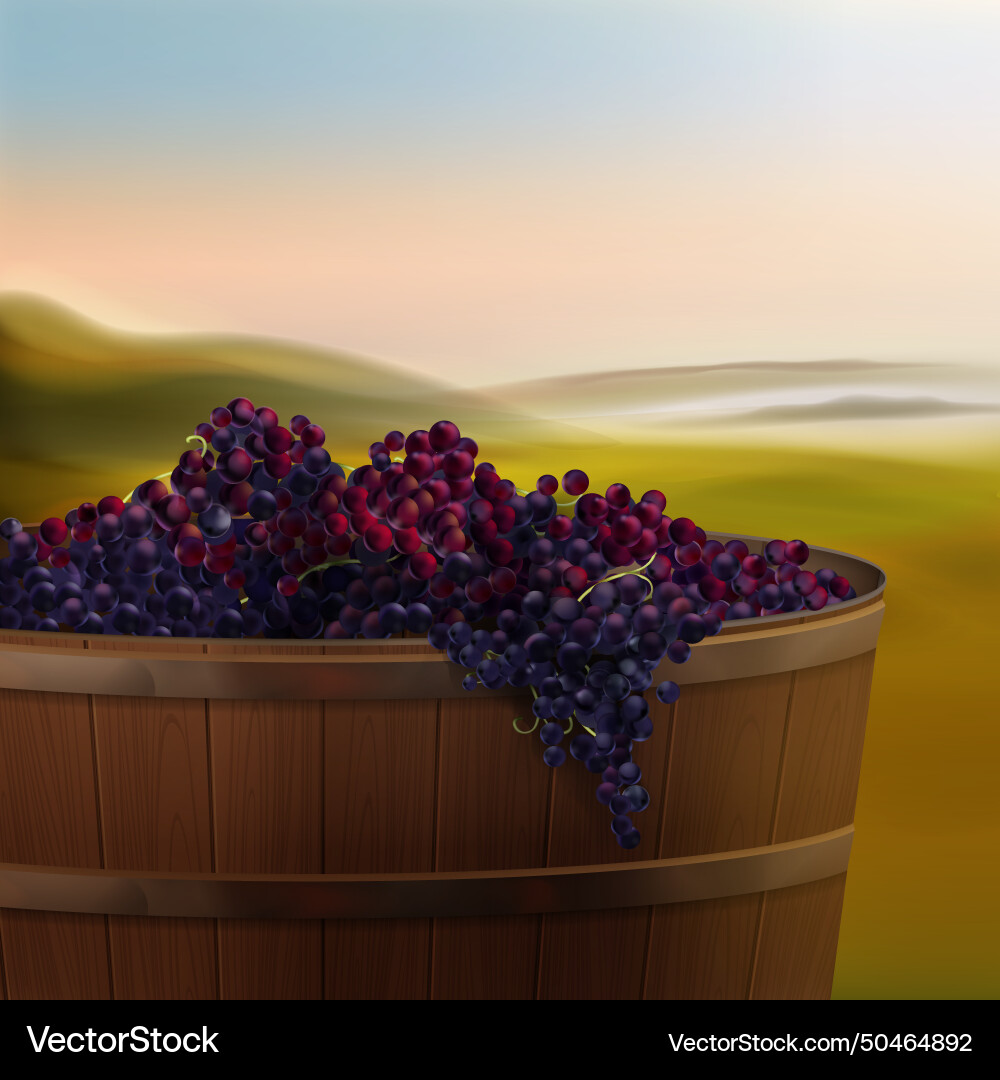 Vat with grapes Royalty Free Vector Image - VectorStock