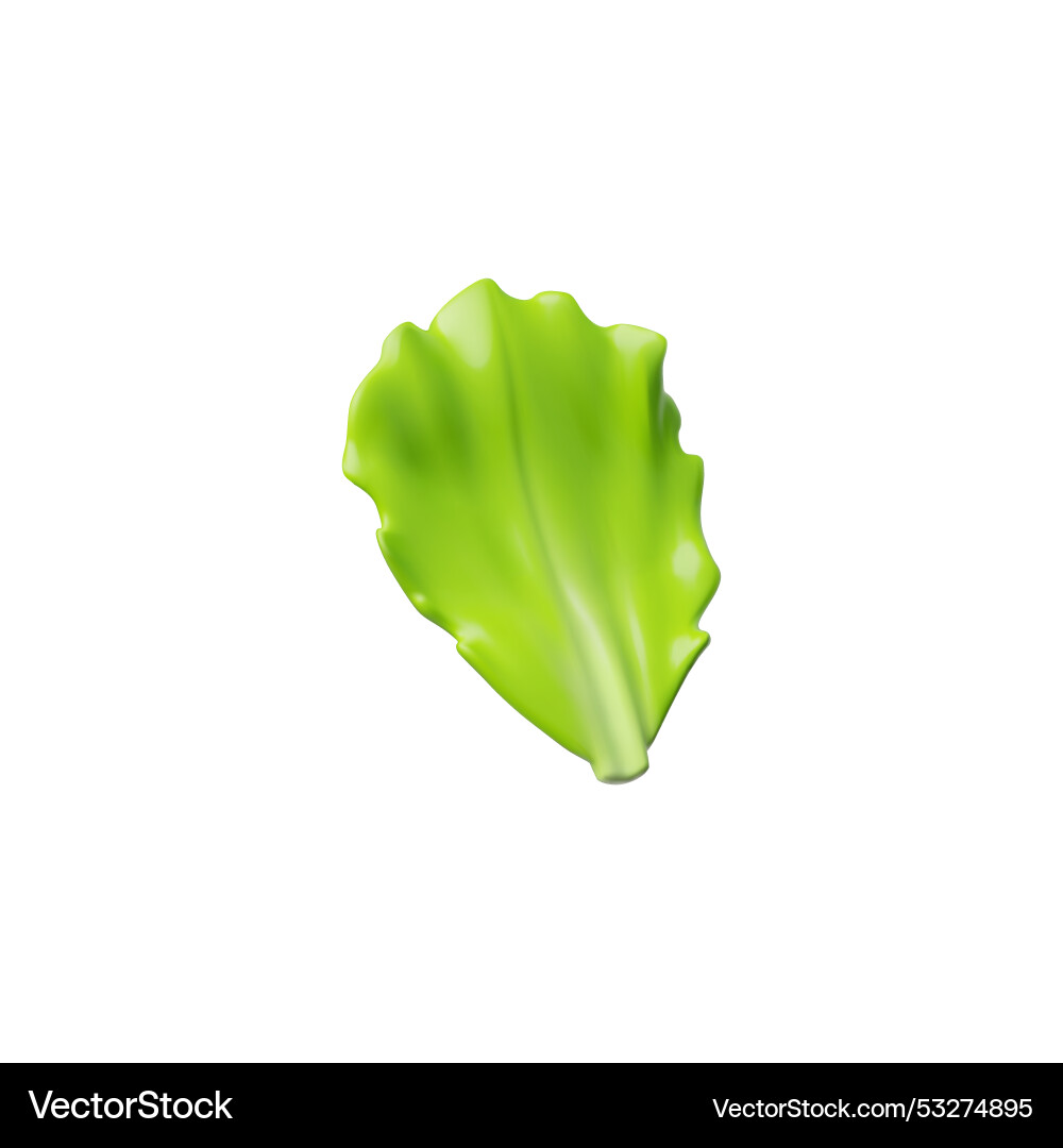 3d of a green lettuce leaf Royalty Free Vector Image