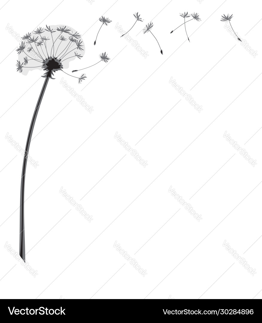 Dandelion flower with flying seeds Royalty Free Vector Image