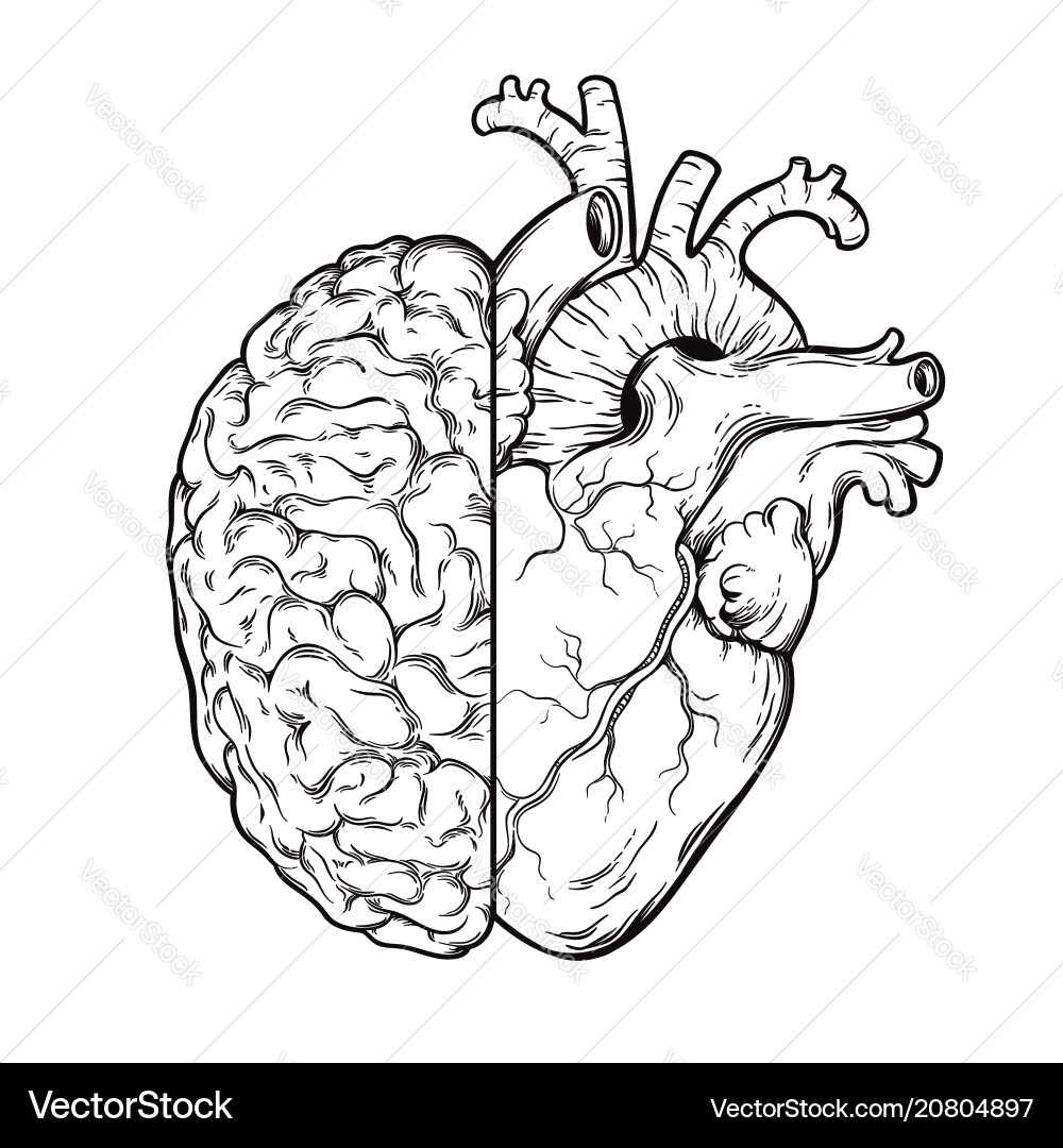 Hand drawn line art human brain and heart halfs Vector Image