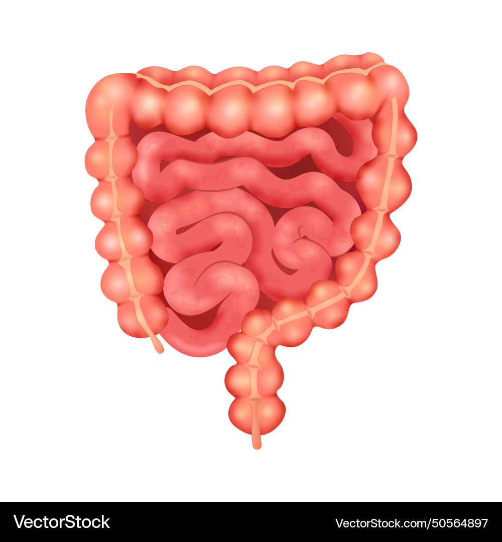 Realistic human bowel composition Royalty Free Vector Image