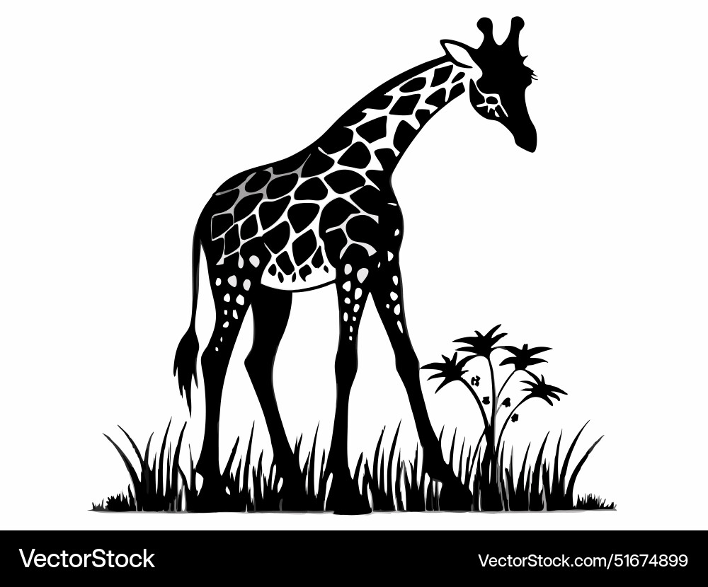 Butterfly no color design simple set Royalty Free Vector