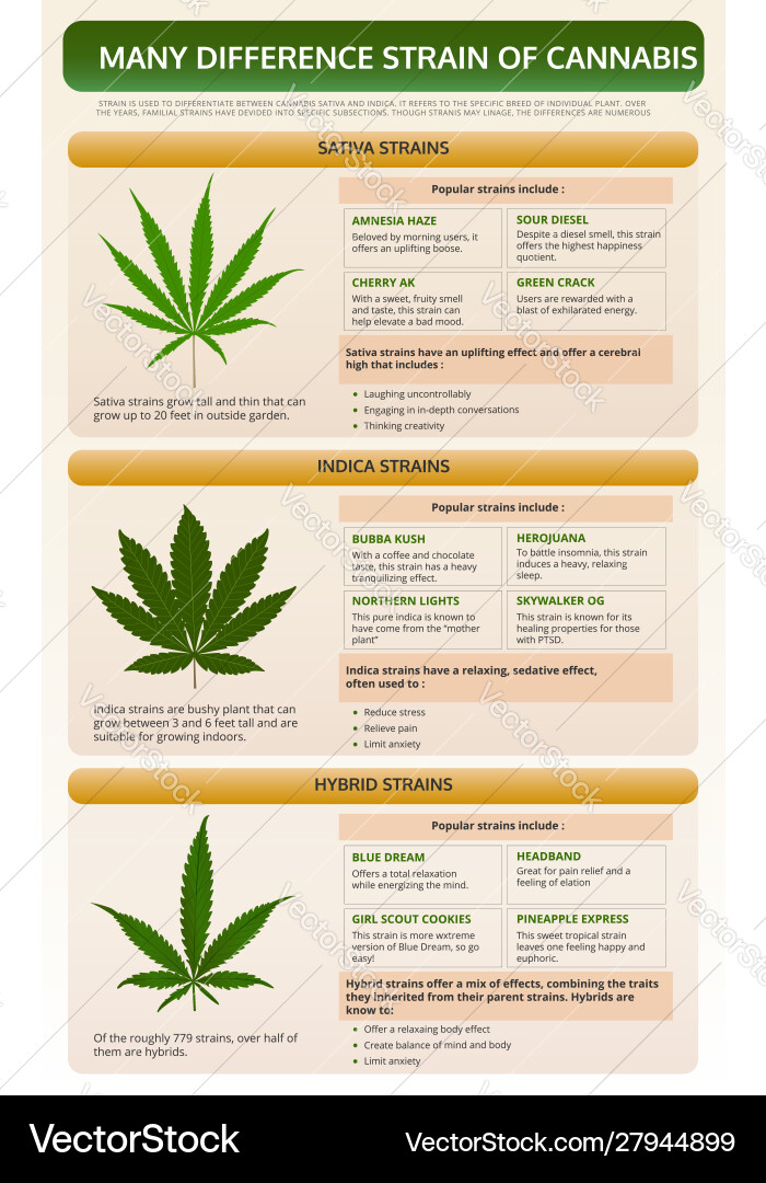 Many different strains cannabis vertical Vector Image
