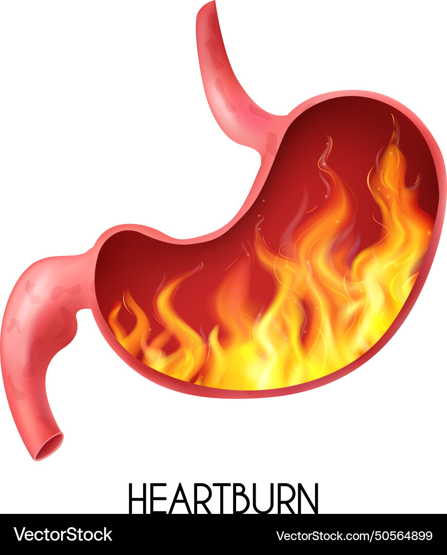 Realistic stomach Royalty Free Vector Image - VectorStock