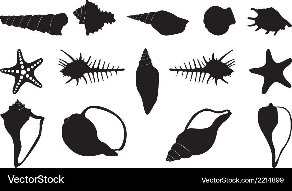 Seashells Royalty Free Vector Image - VectorStock