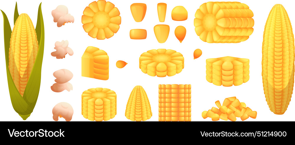 Corn natural eco products vegetables corns exact Vector Image