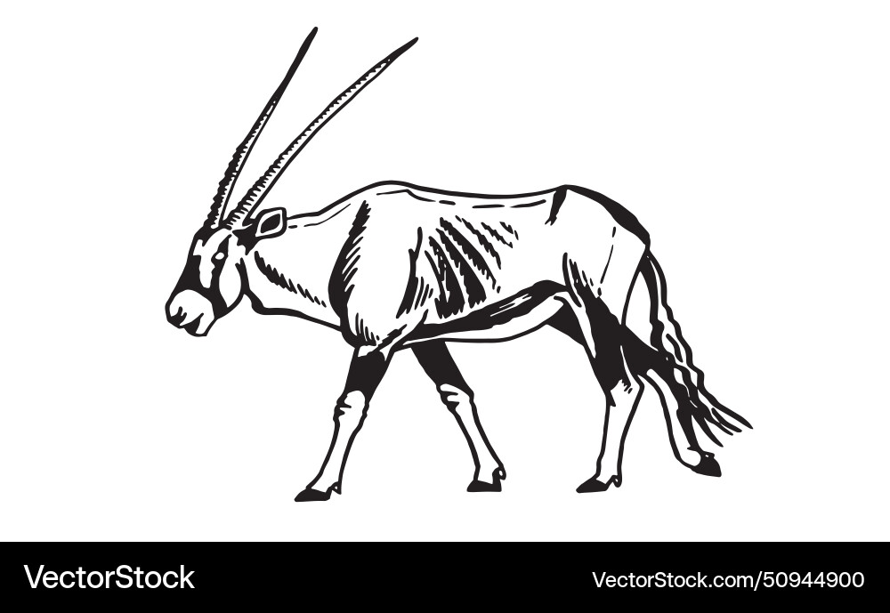 Graphical portrait of antelope on white background