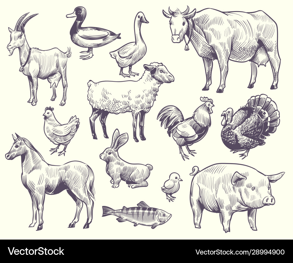 Ruminant Vector Images (over 1,000)
