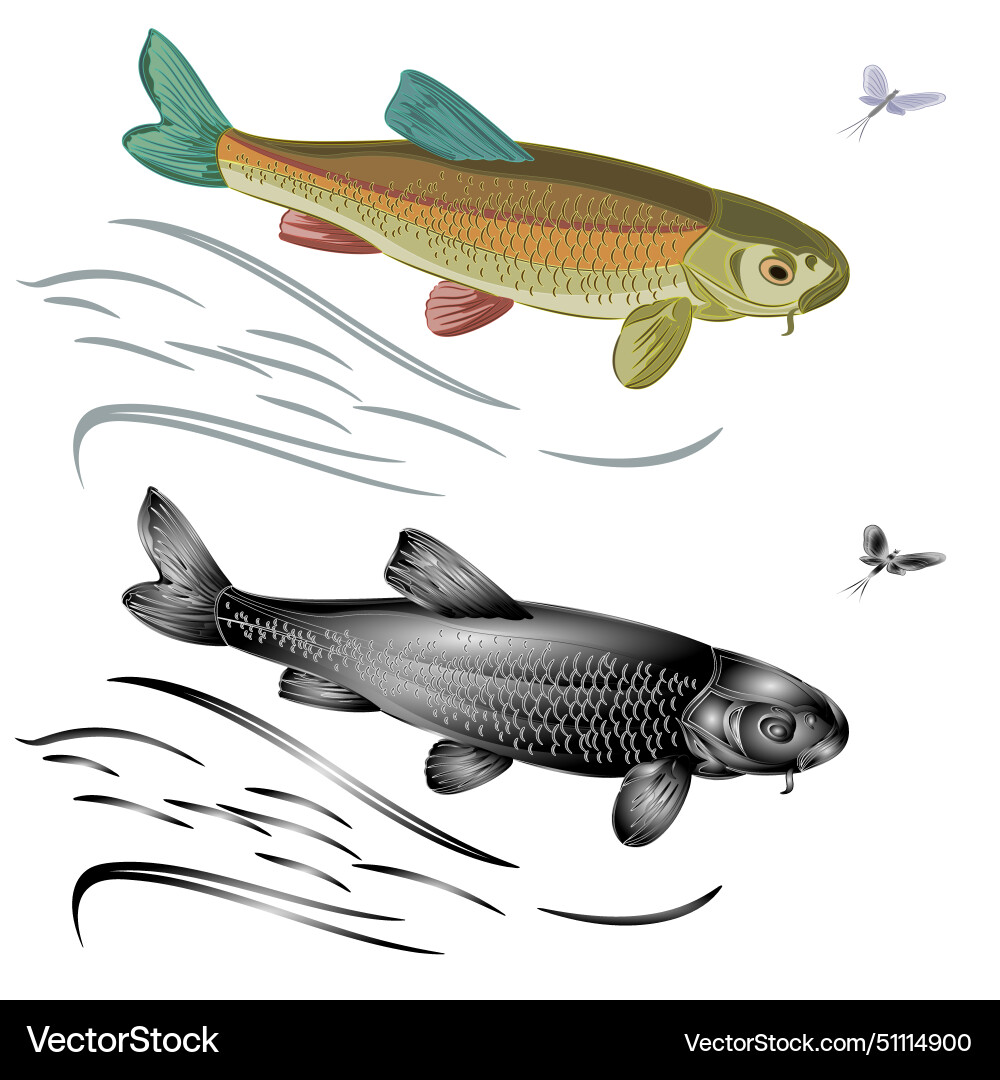 Koi carp jumps salmon-predatory fish natural Vector Image