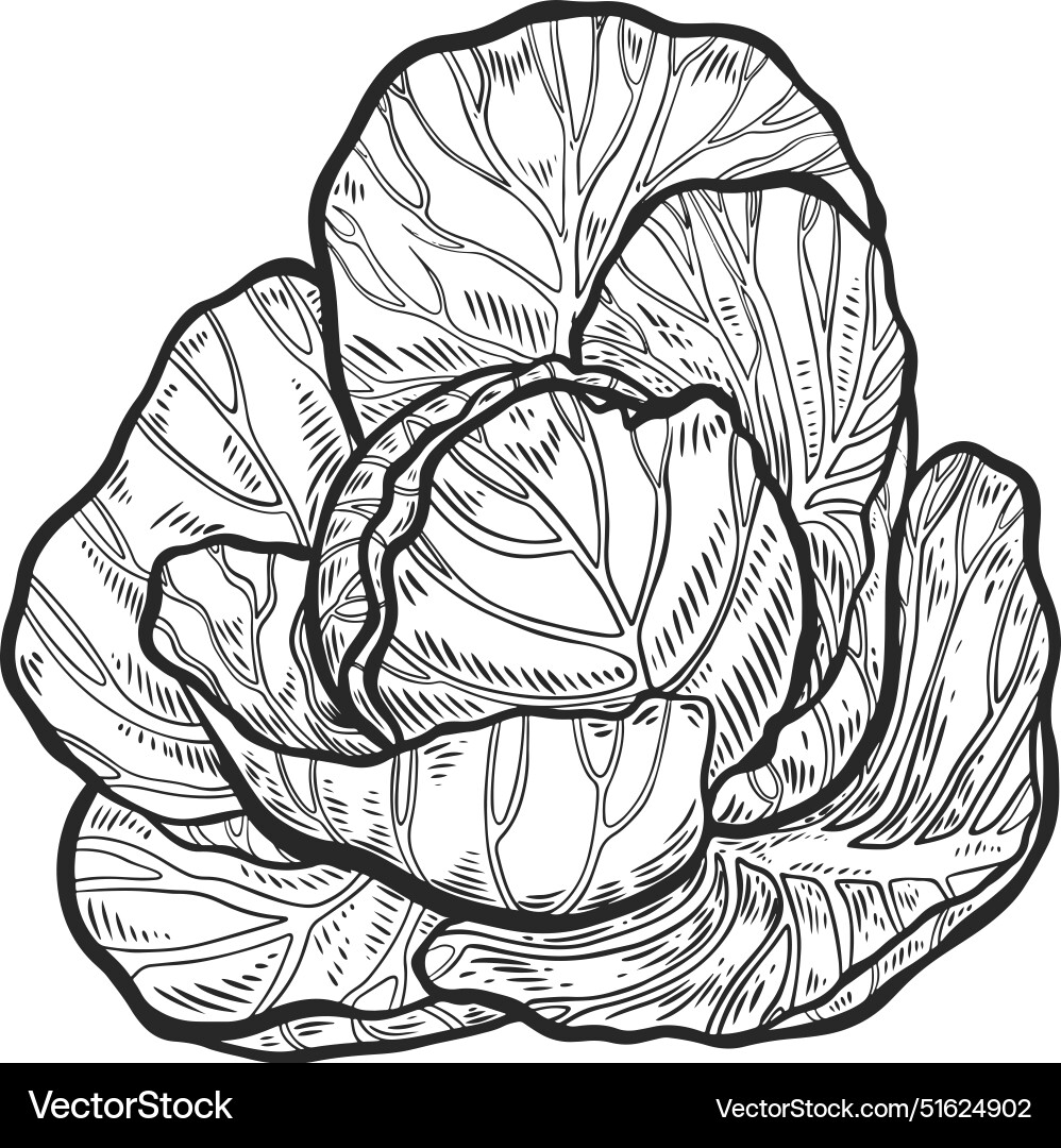 Cabbage vintage line drawing isolated on white Vector Image