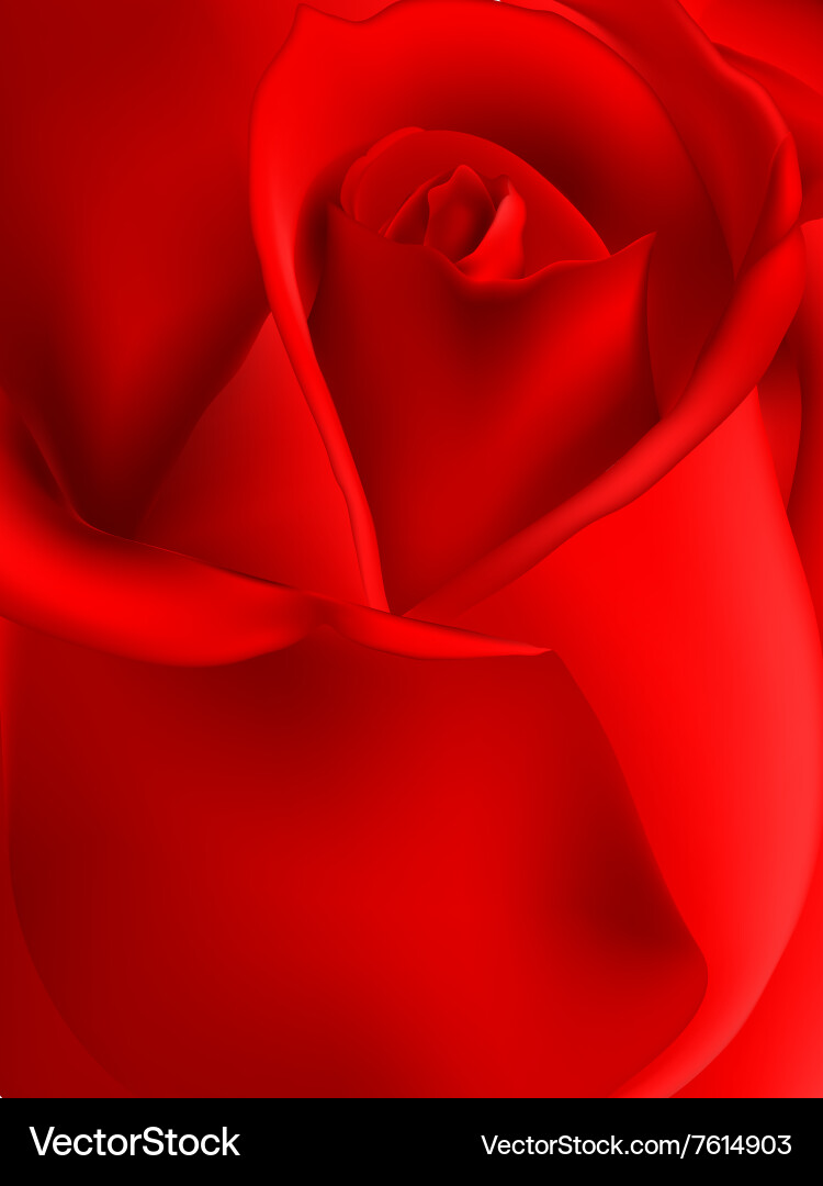 Red rose eps 10 Royalty Free Vector Image - VectorStock