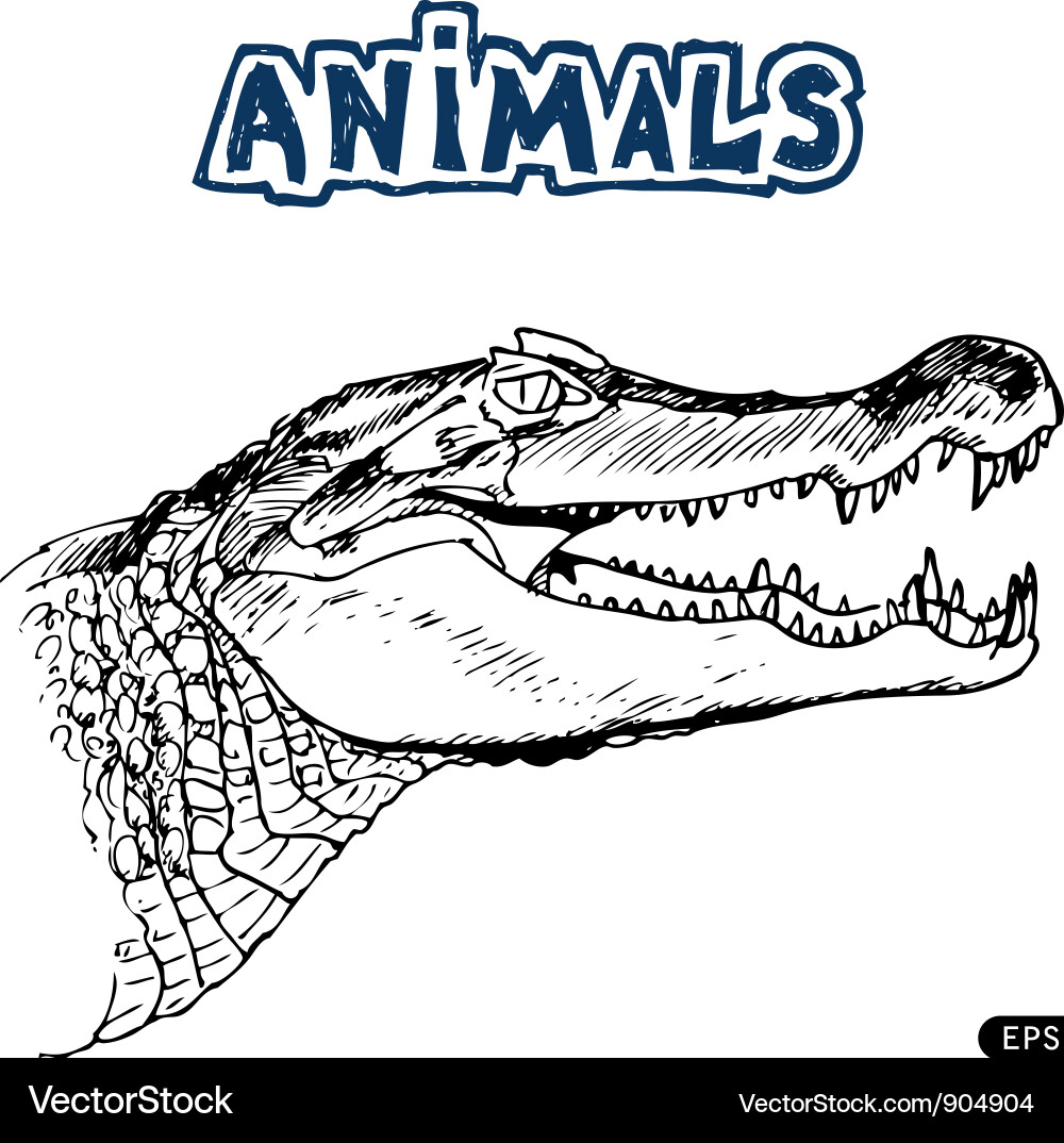 Alligator Royalty Free Vector Image - VectorStock
