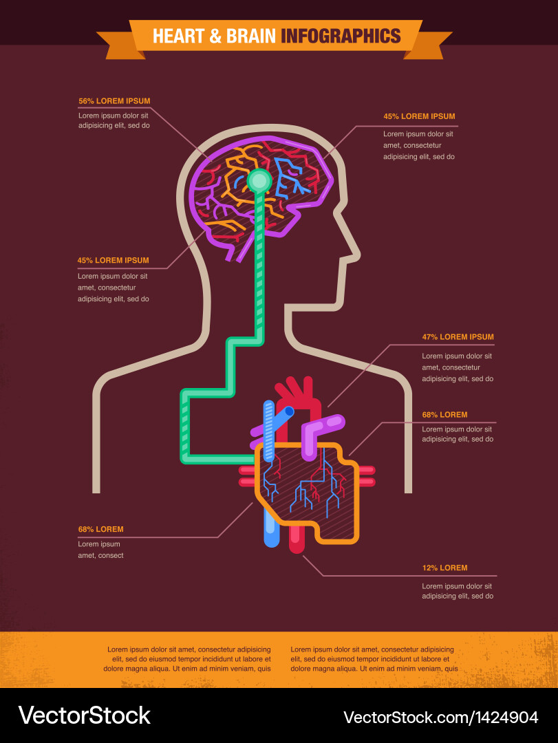 Heart and Brain Connection Infographic Royalty Free Vector