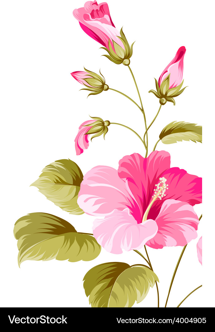 Flower hibiscus Royalty Free Vector Image - VectorStock