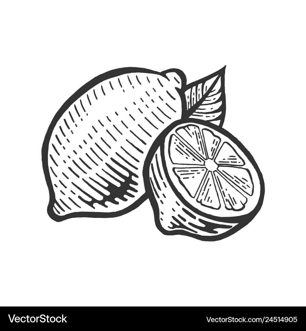 Lemon citrus sketch engraving Royalty Free Vector Image
