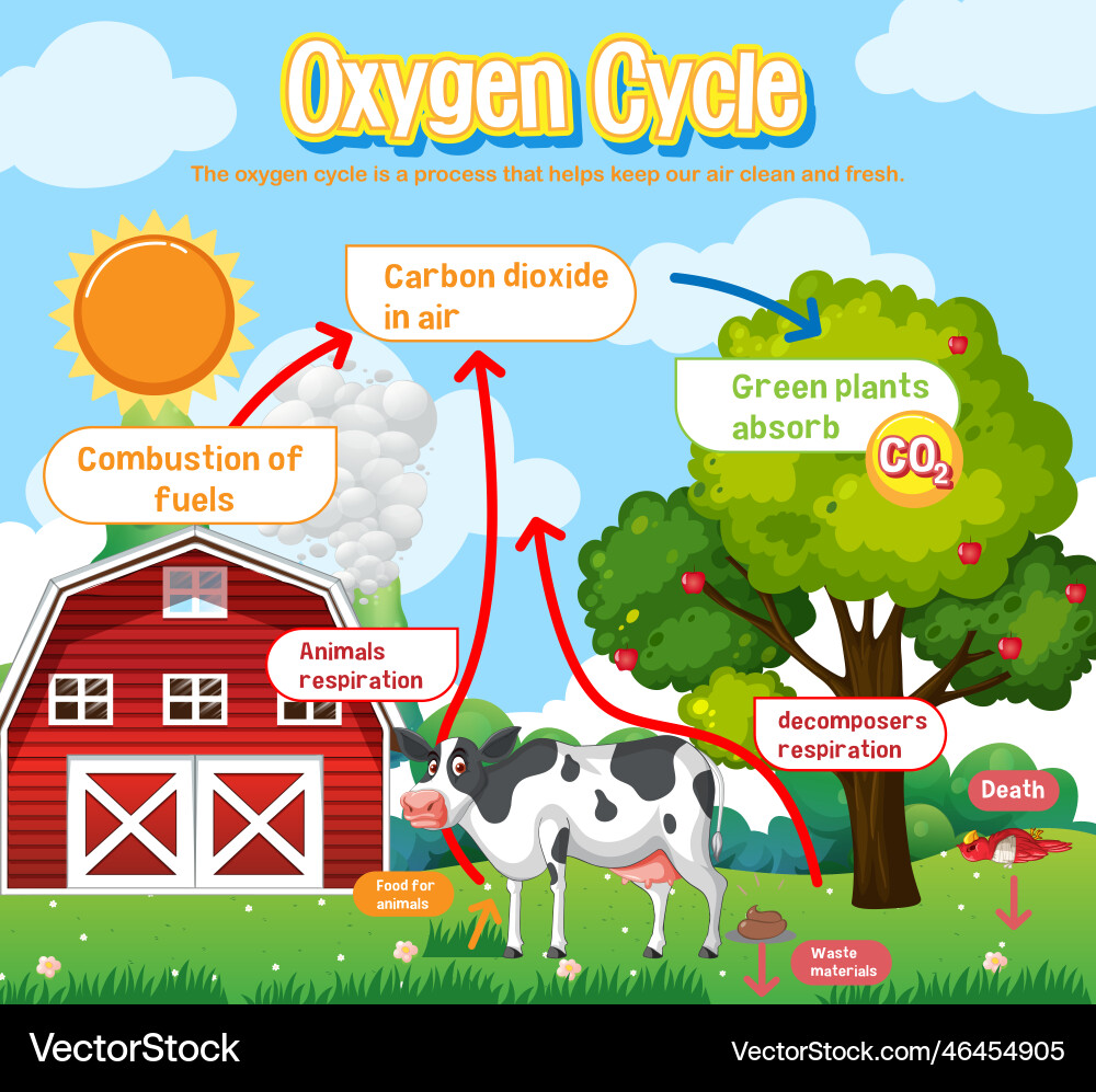 Oxygen cycle diagram for science education Vector Image