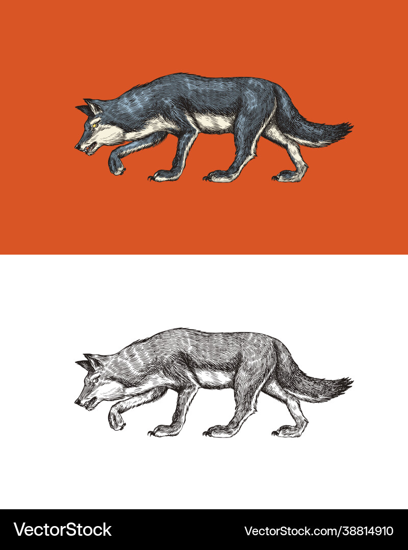 Gray wolf a predatory beast wild forest animal Vector Image